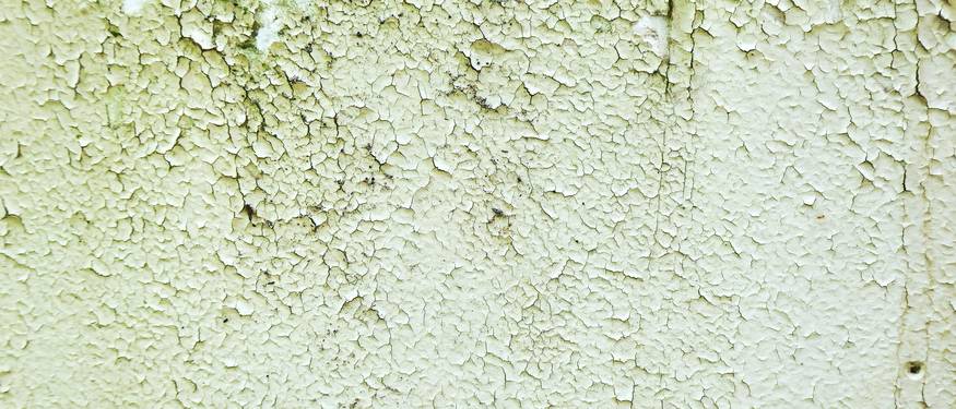 Ceiling & Wall Mold Removal: Signs, Safe Cleaning, and Prevention ...