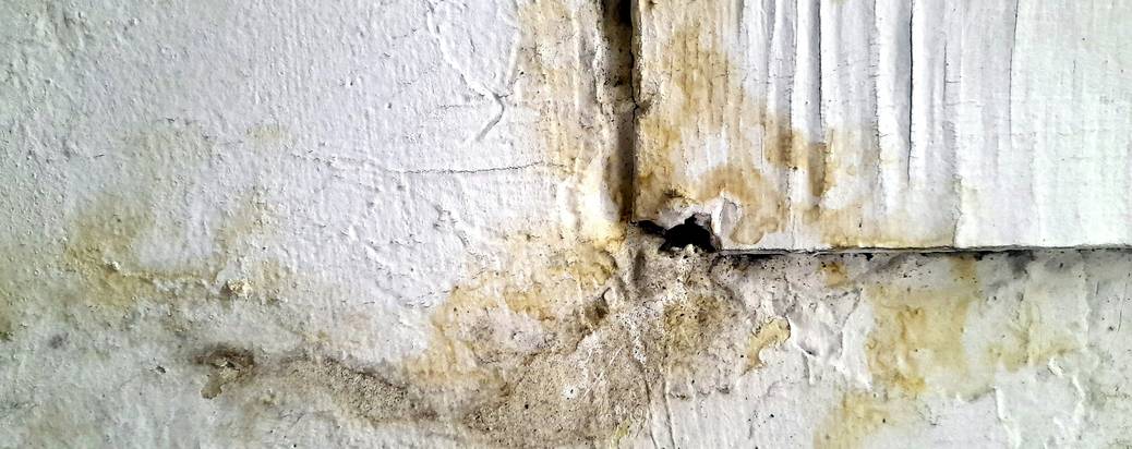 Mold Remediation Guide: Complete Step-by-Step Removal & Prevention ...